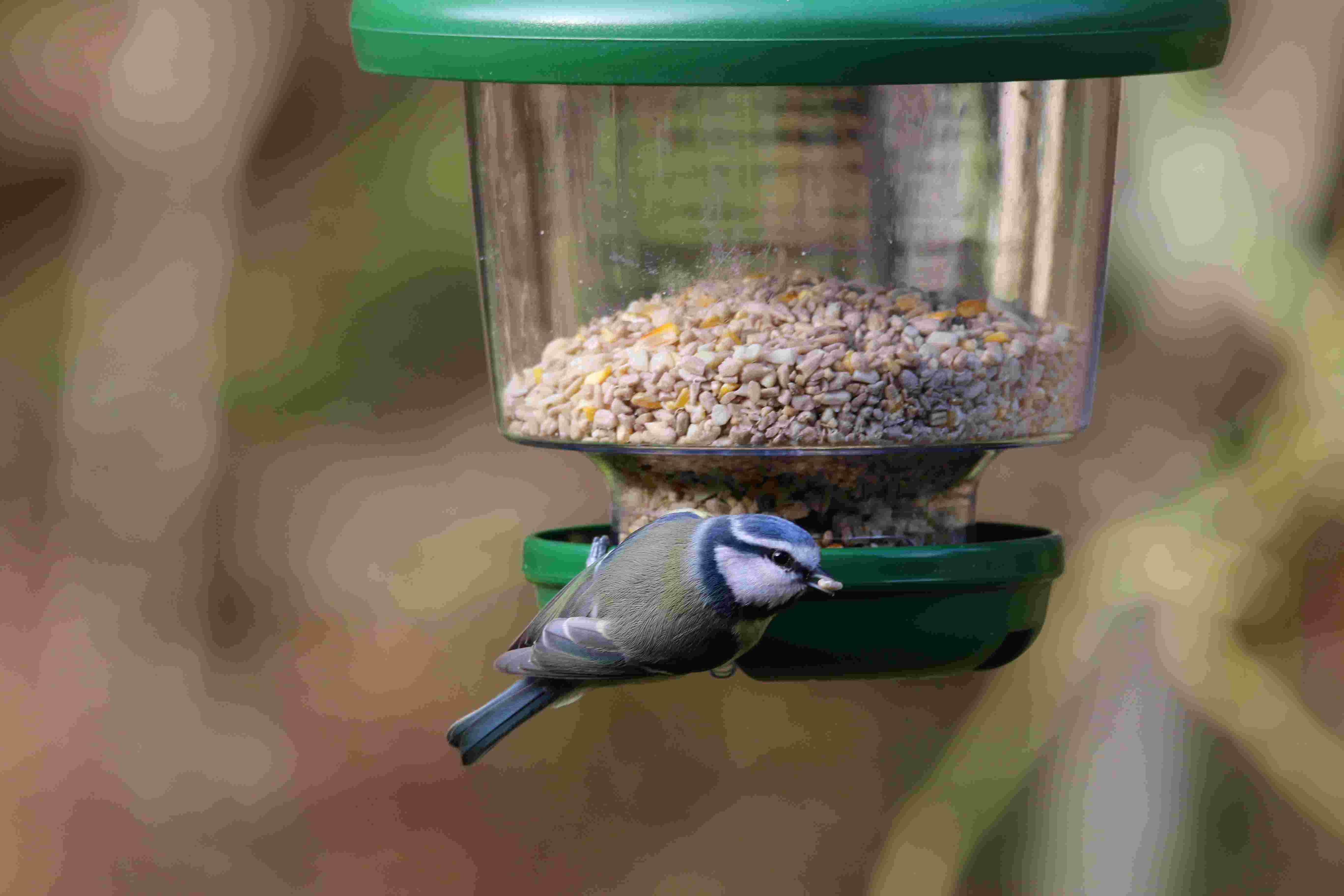 Vine House Farm | Wild Bird Food and Bird Feeders Direct