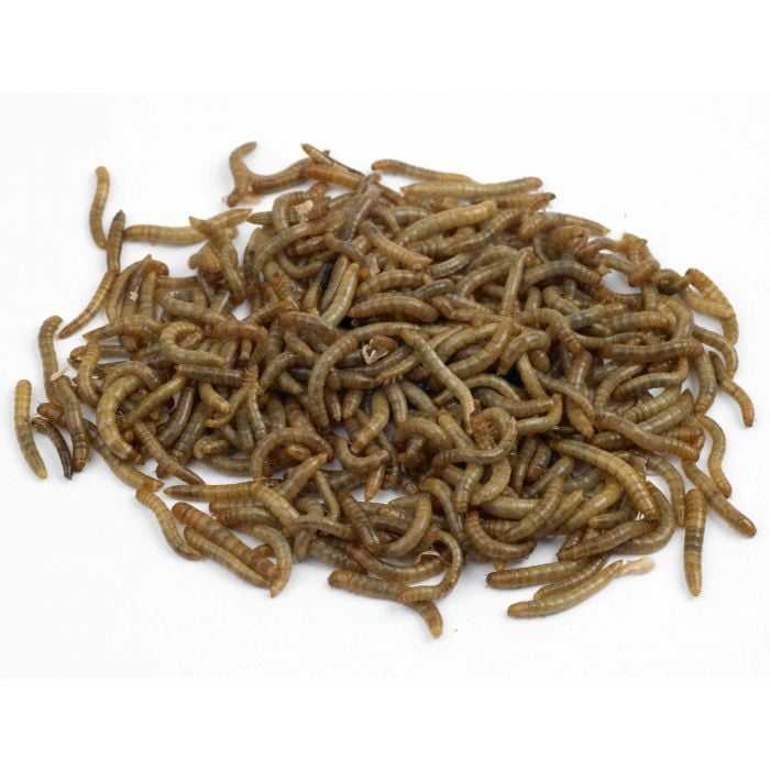 mealworms uk