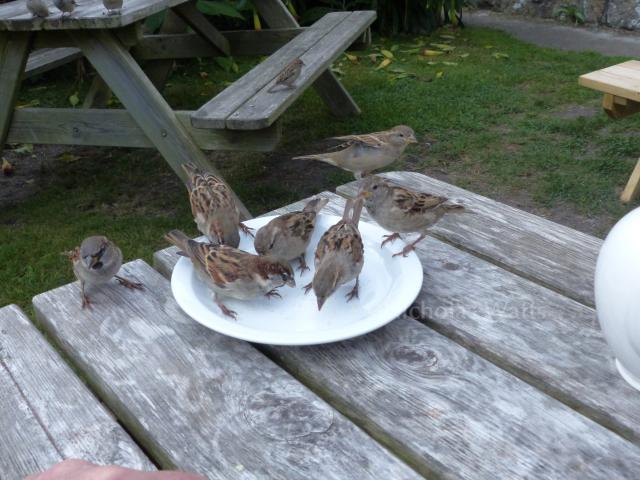 House Sparrow - Bird Factfile | Vine House Farm