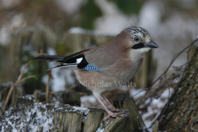 Jay - Bird Factfile | Vine House Farm