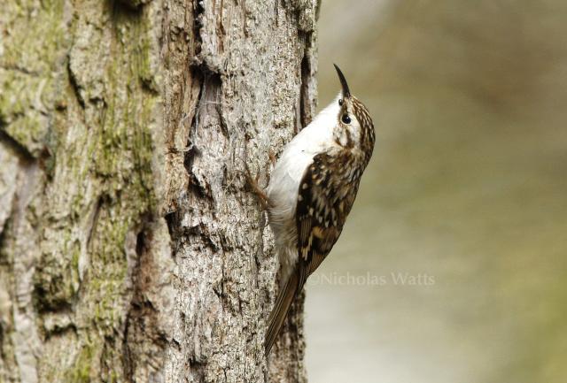 Treecreeper - Bird Factfile | Vine House Farm
