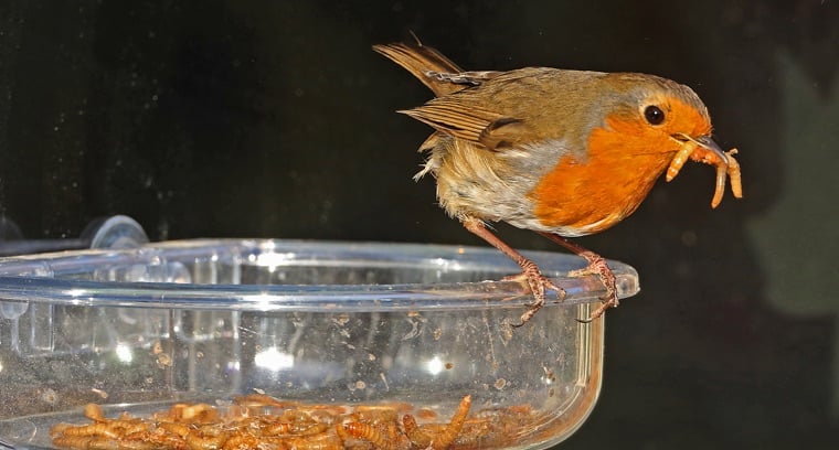 Vine House Farm | Wild Bird Food and Bird Feeders Direct