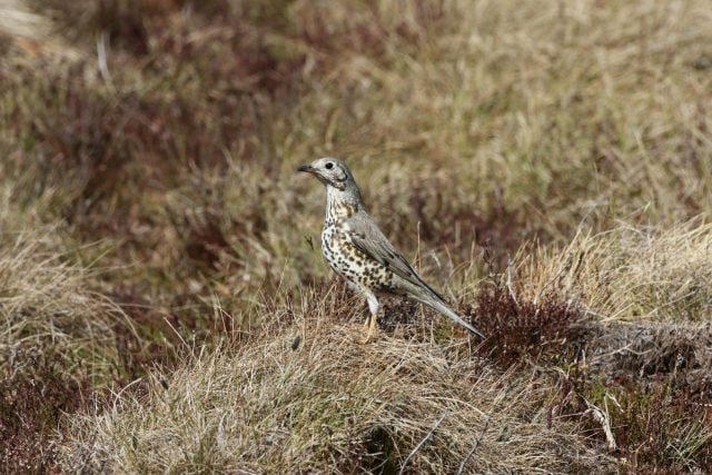 Mistle Thrush - Vine House Farm